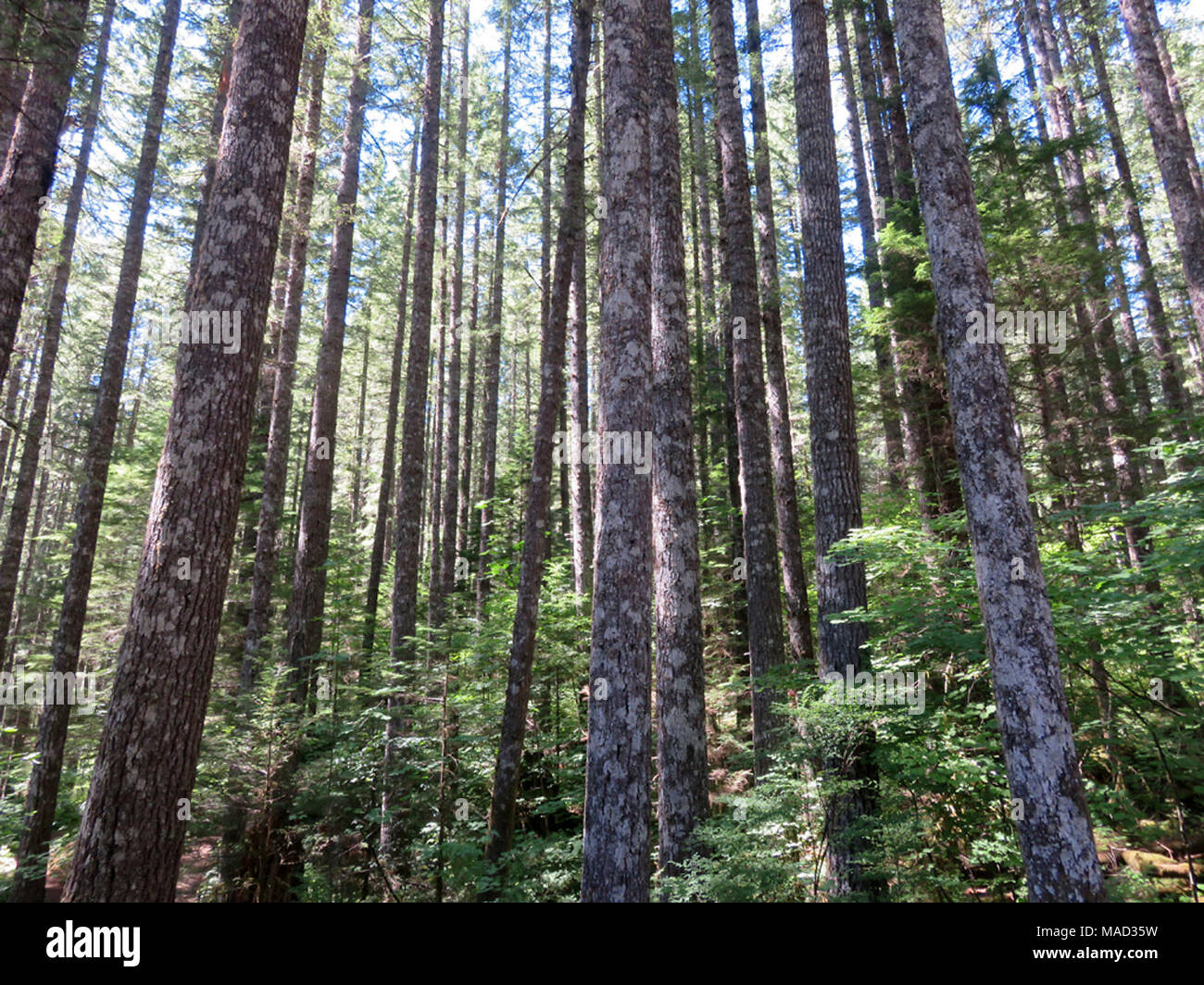 Lower Lewis River Falls in WA Stock Photo - Alamy
