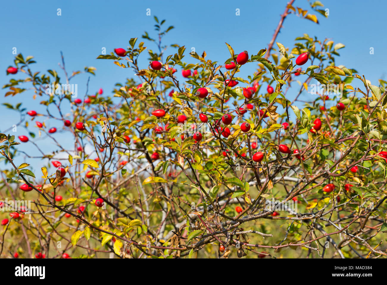 rose hip with ripe berries closeup outdoor Stock Photo - Alamy