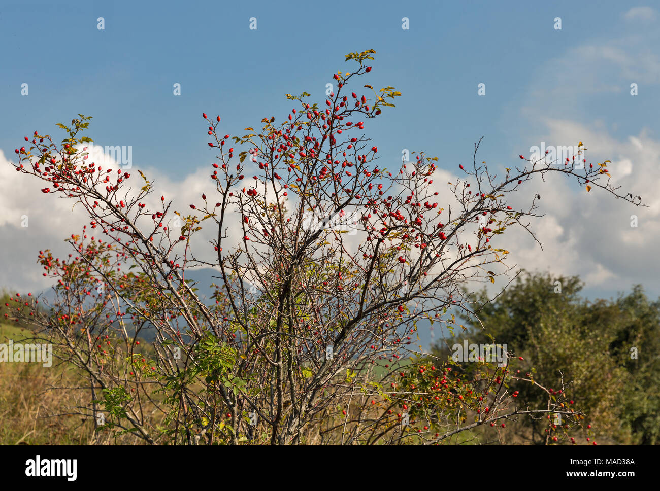 rose hip with ripe berries closeup outdoor Stock Photo - Alamy