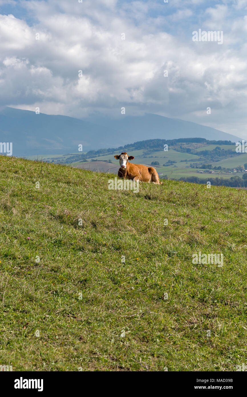 Cow on hill hi-res stock photography and images - Alamy