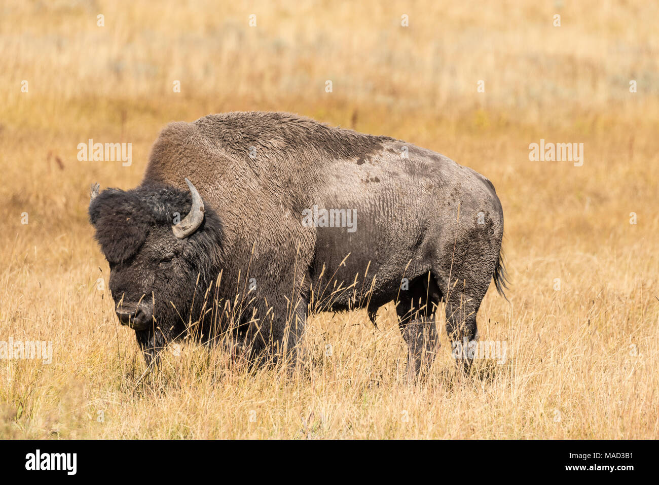 Bison in Yellowstone National Park in Fall Stock Photo - Alamy
