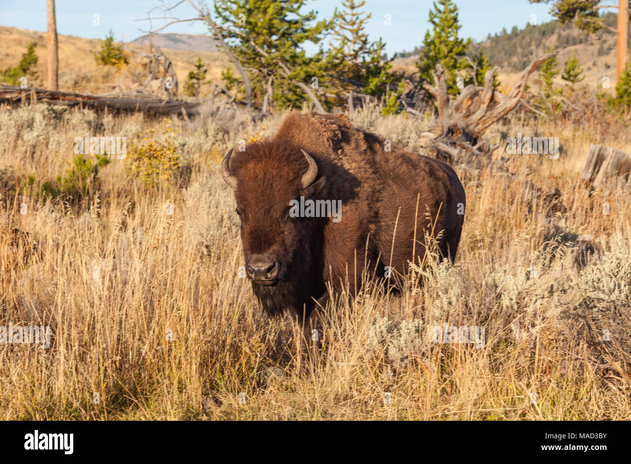 Bison in Yellowstone National Park in Fall Stock Photo - Alamy