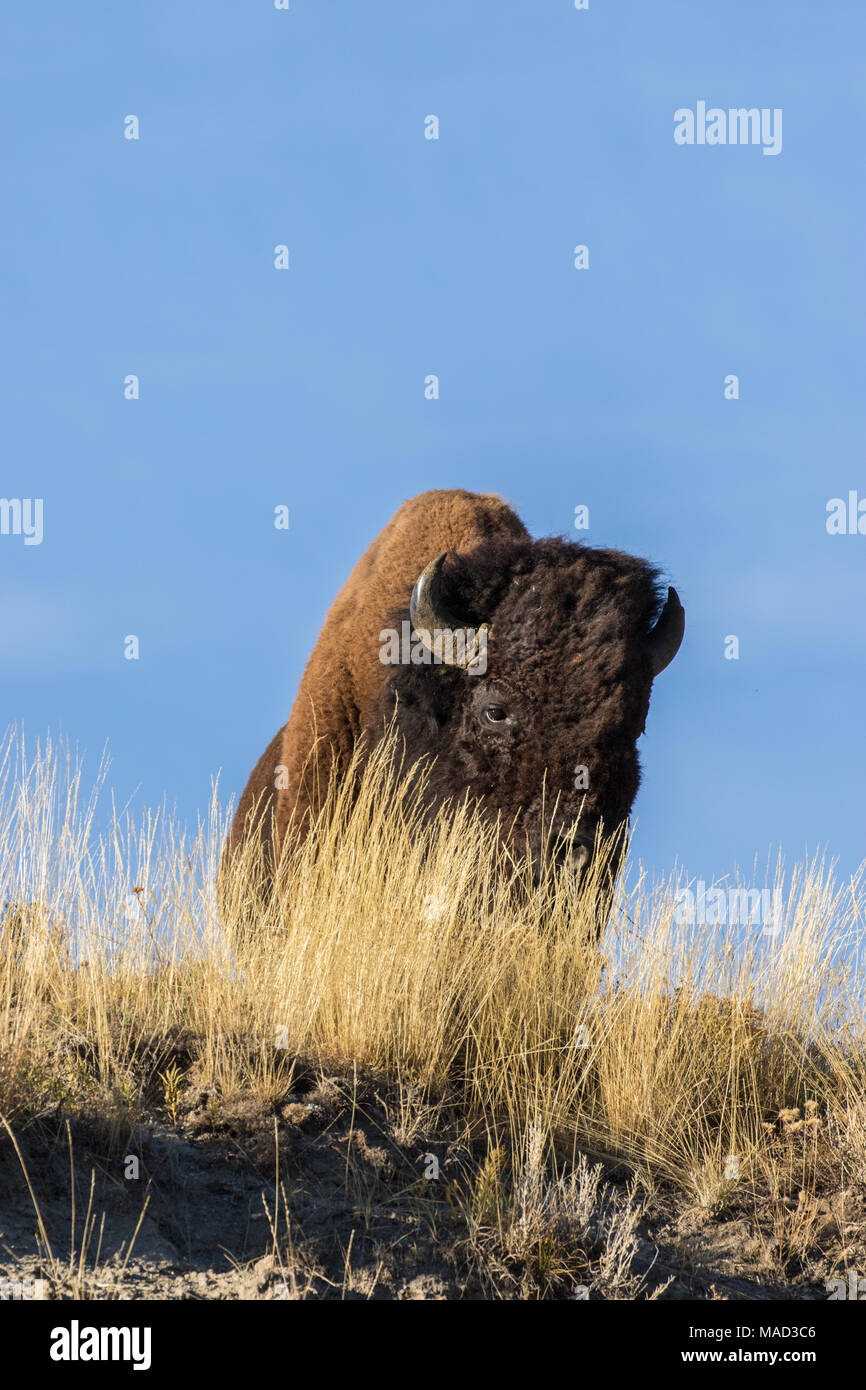 Bison in Yellowstone National Park in Fall Stock Photo - Alamy