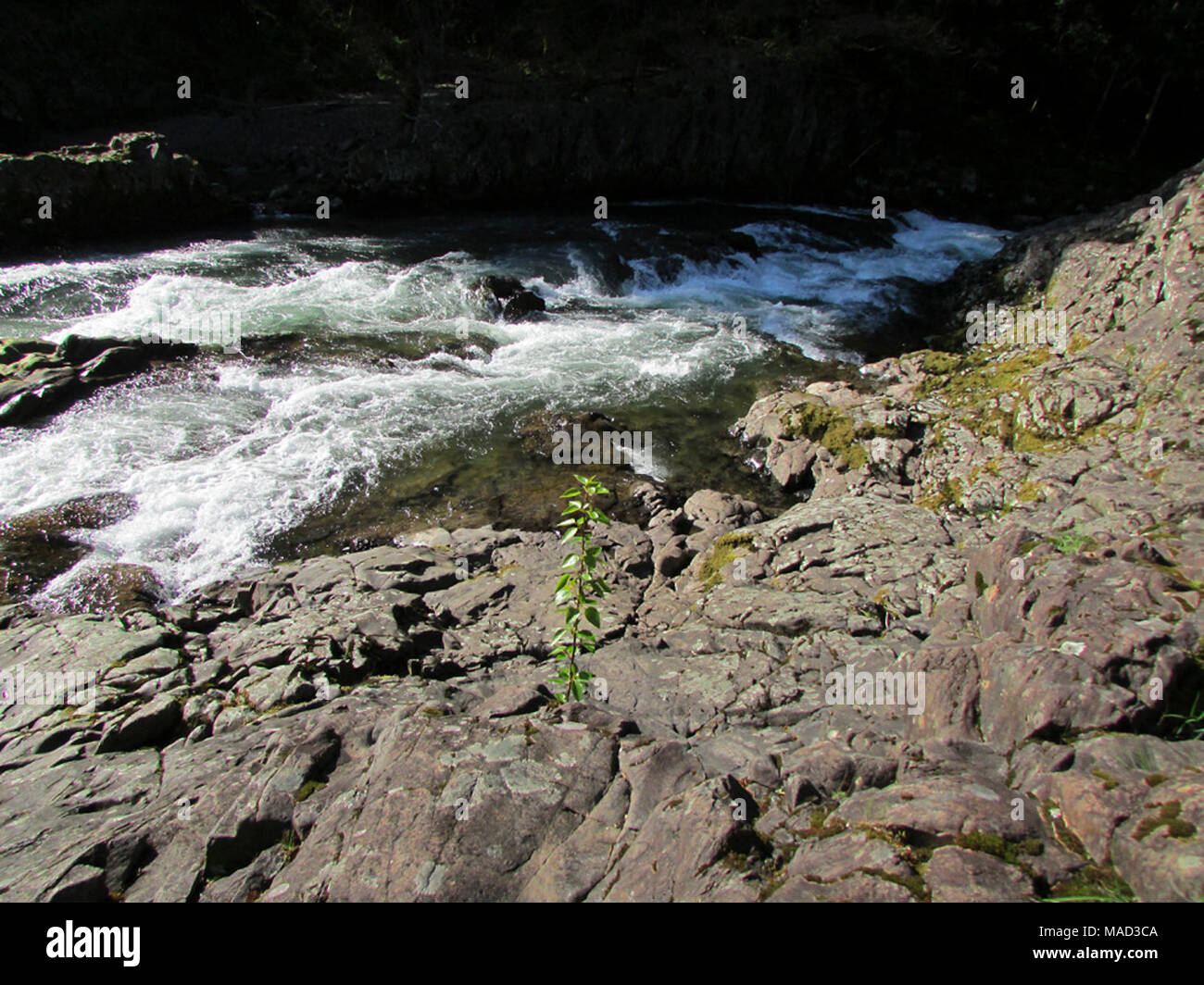 Lucia Falls Park at Lewis River in WA Stock Photo - Alamy