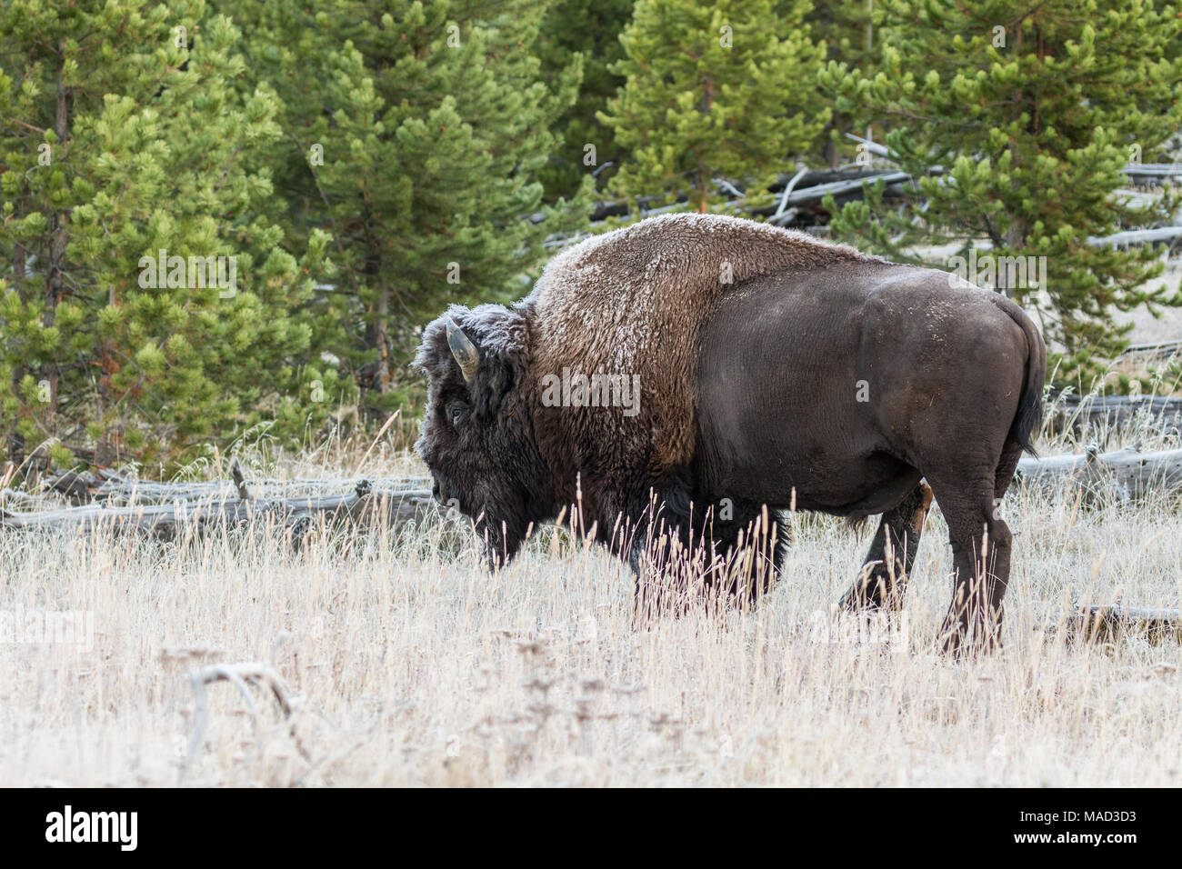 Bison in Yellowstone National Park in Fall Stock Photo - Alamy