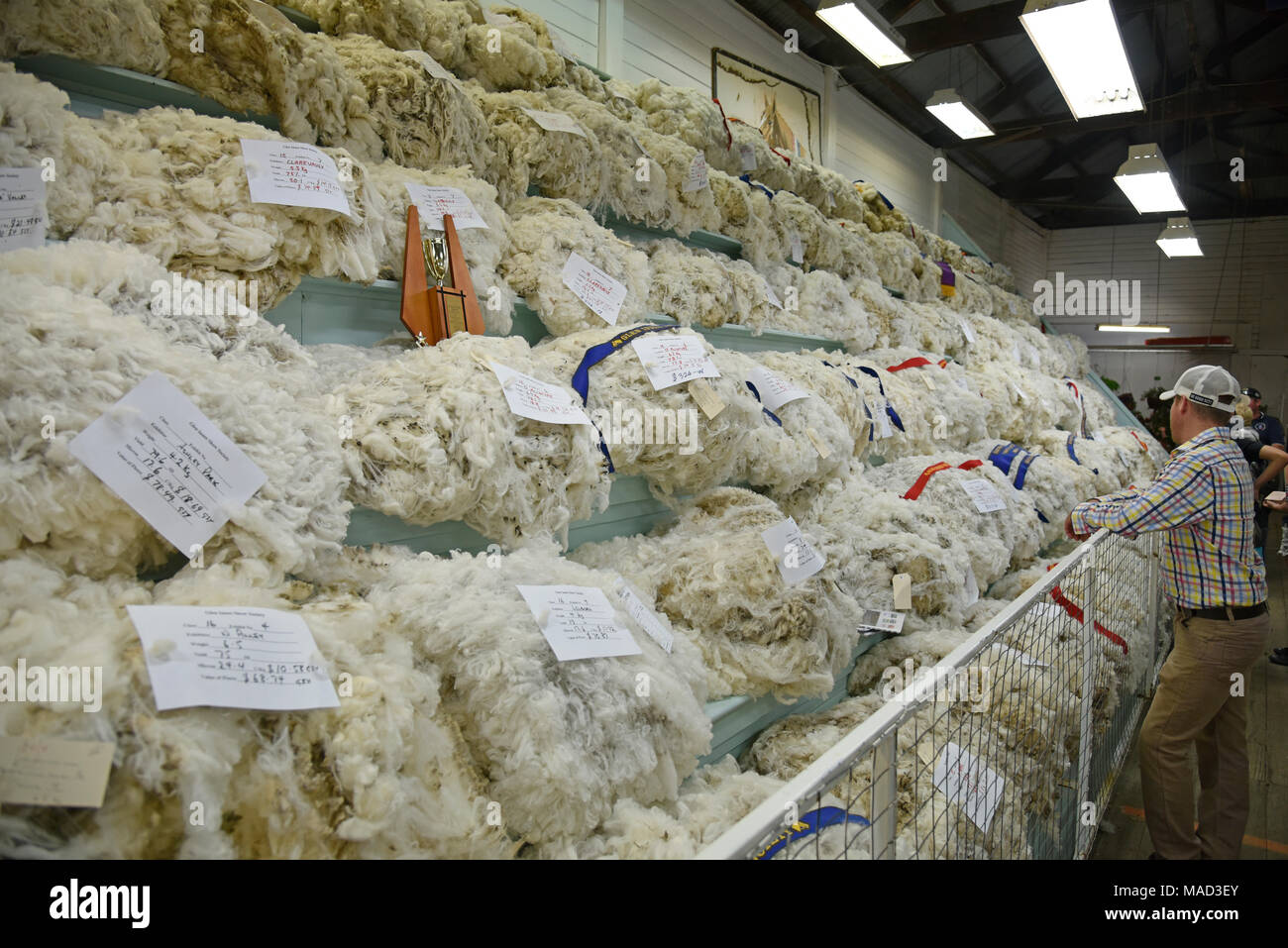 glen innes show 2018 sheep wool fleece competition display at glen ...