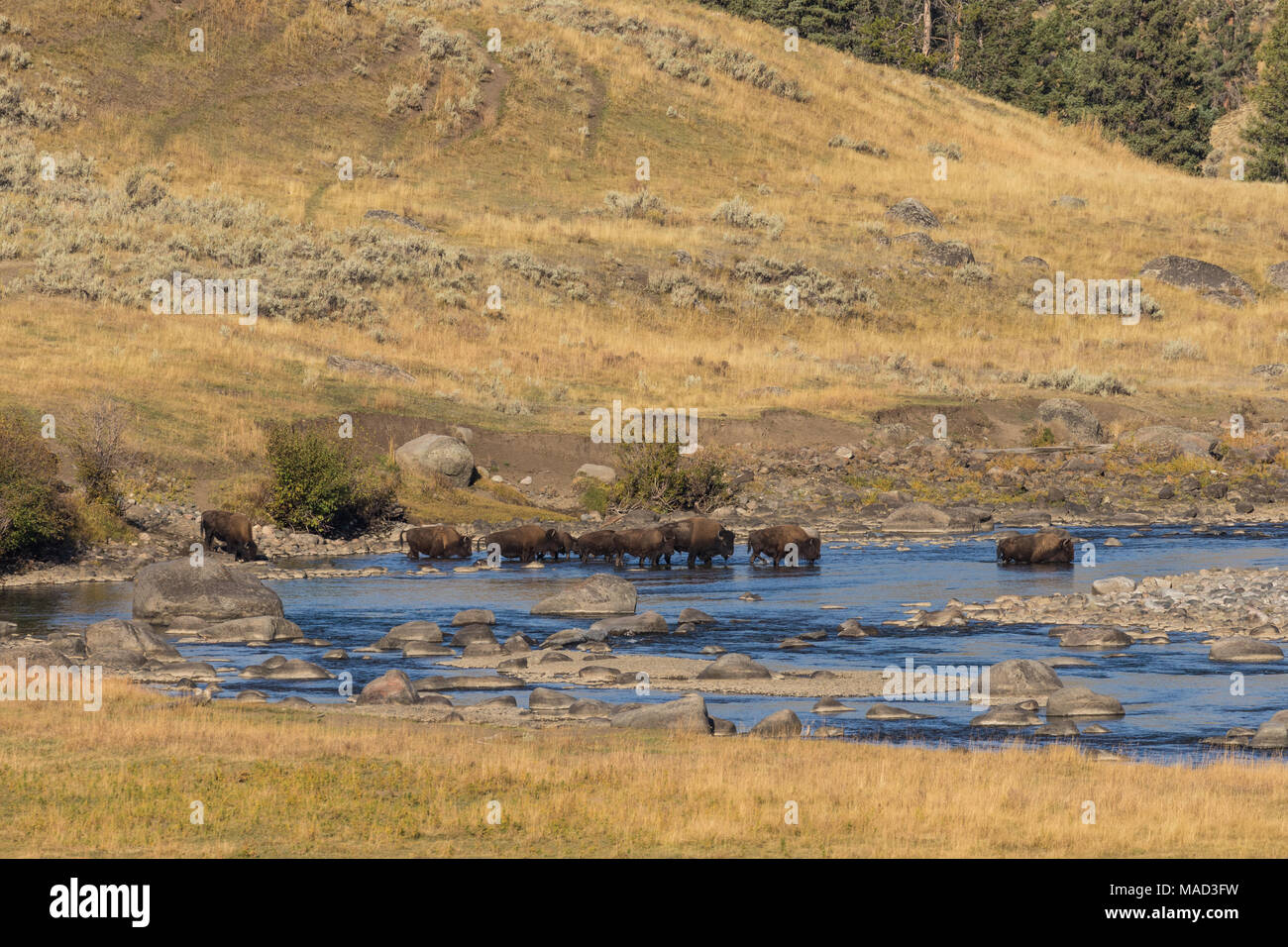 Bison in Yellowstone National Park in Fall Stock Photo - Alamy