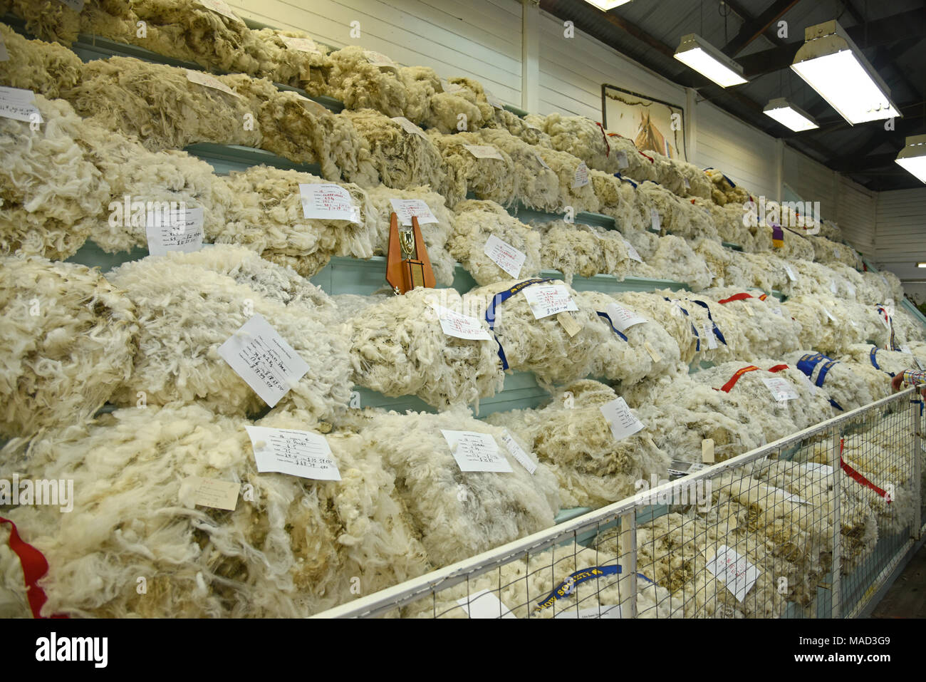 glen innes show 2018 sheep wool fleece competition display at glen ...