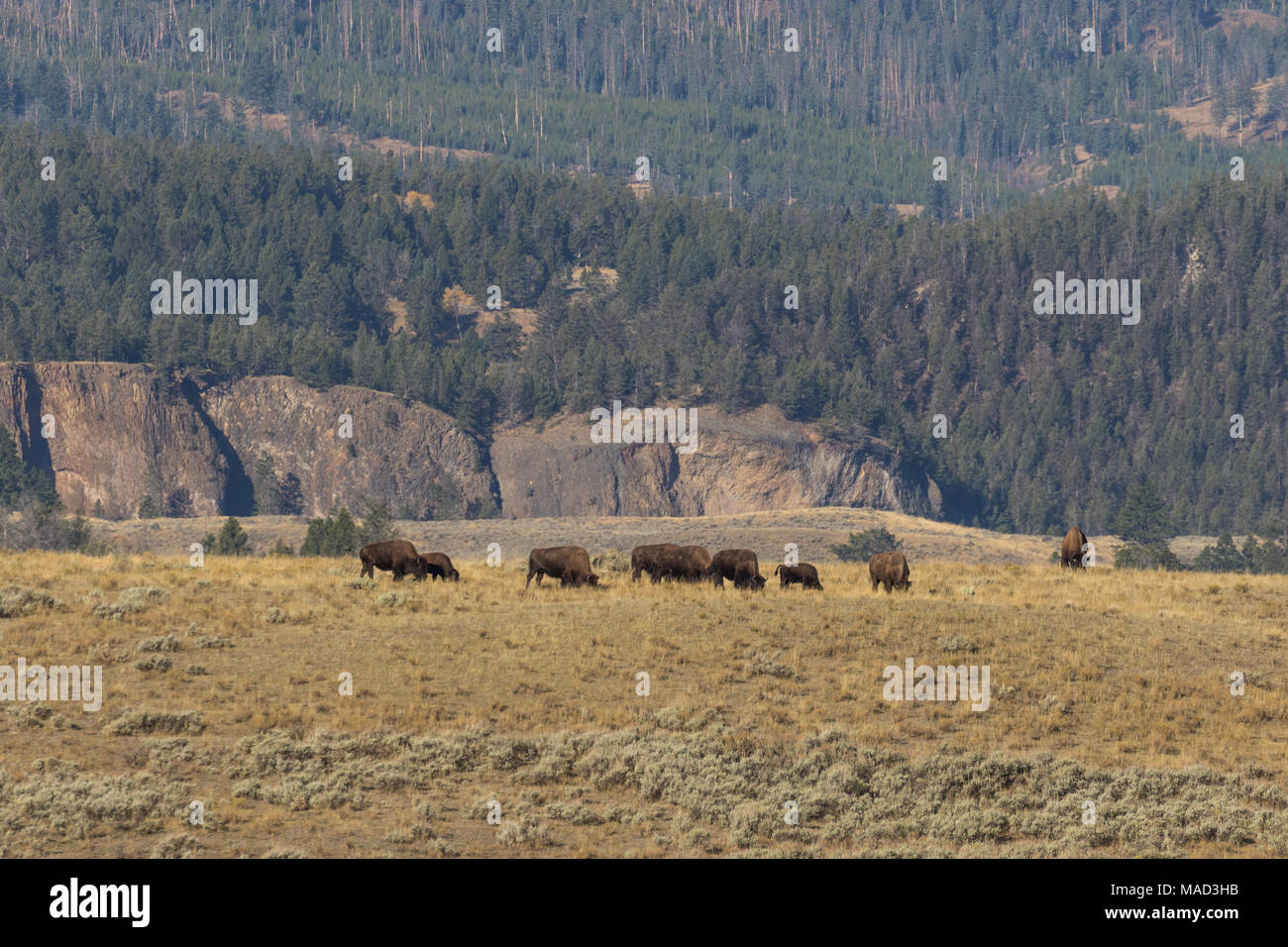 Bison in Yellowstone National Park in Fall Stock Photo - Alamy