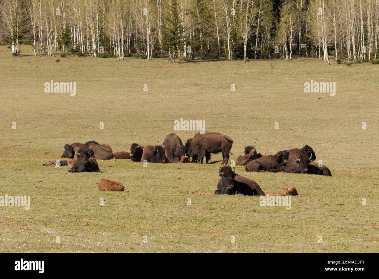 Buffalo in Grand Canyon National Park North rim Stock Photo - Alamy
