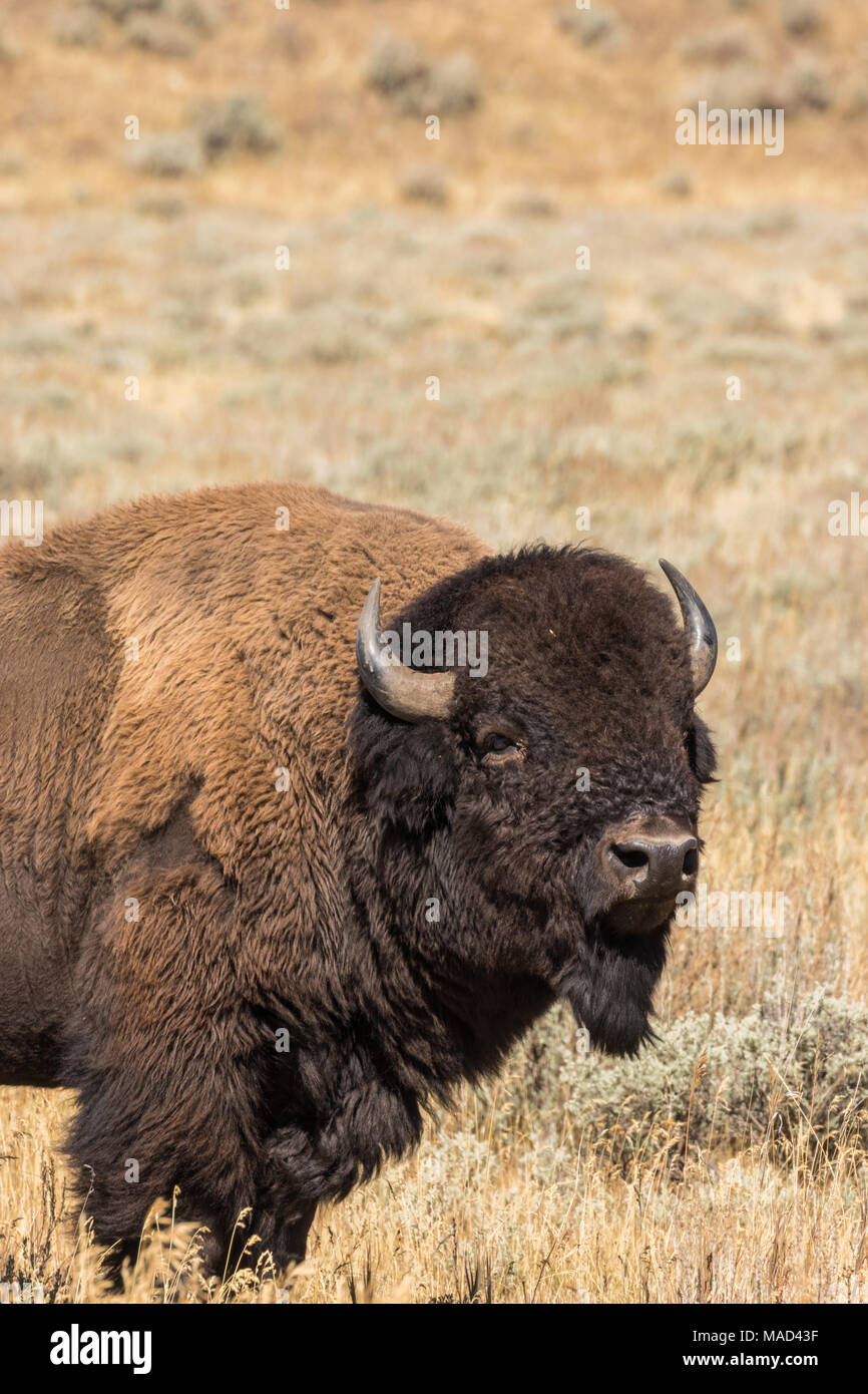 Bison in Yellowstone National Park in Fall Stock Photo - Alamy