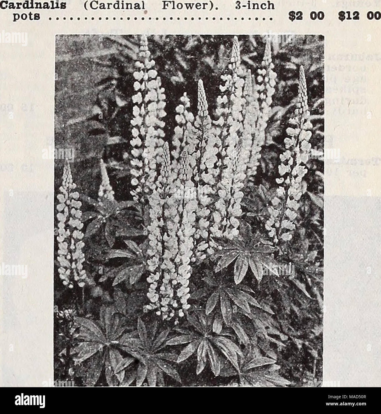 Lupinus russell hybrid hi-res stock photography and images - Alamy