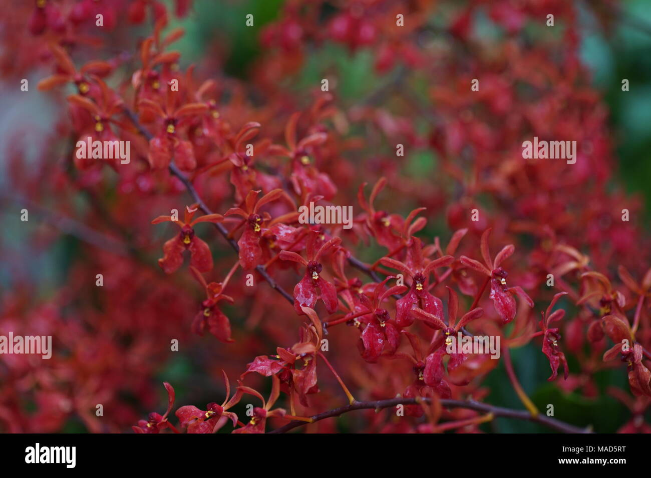 Blood red orchid flowers Stock Photo - Alamy