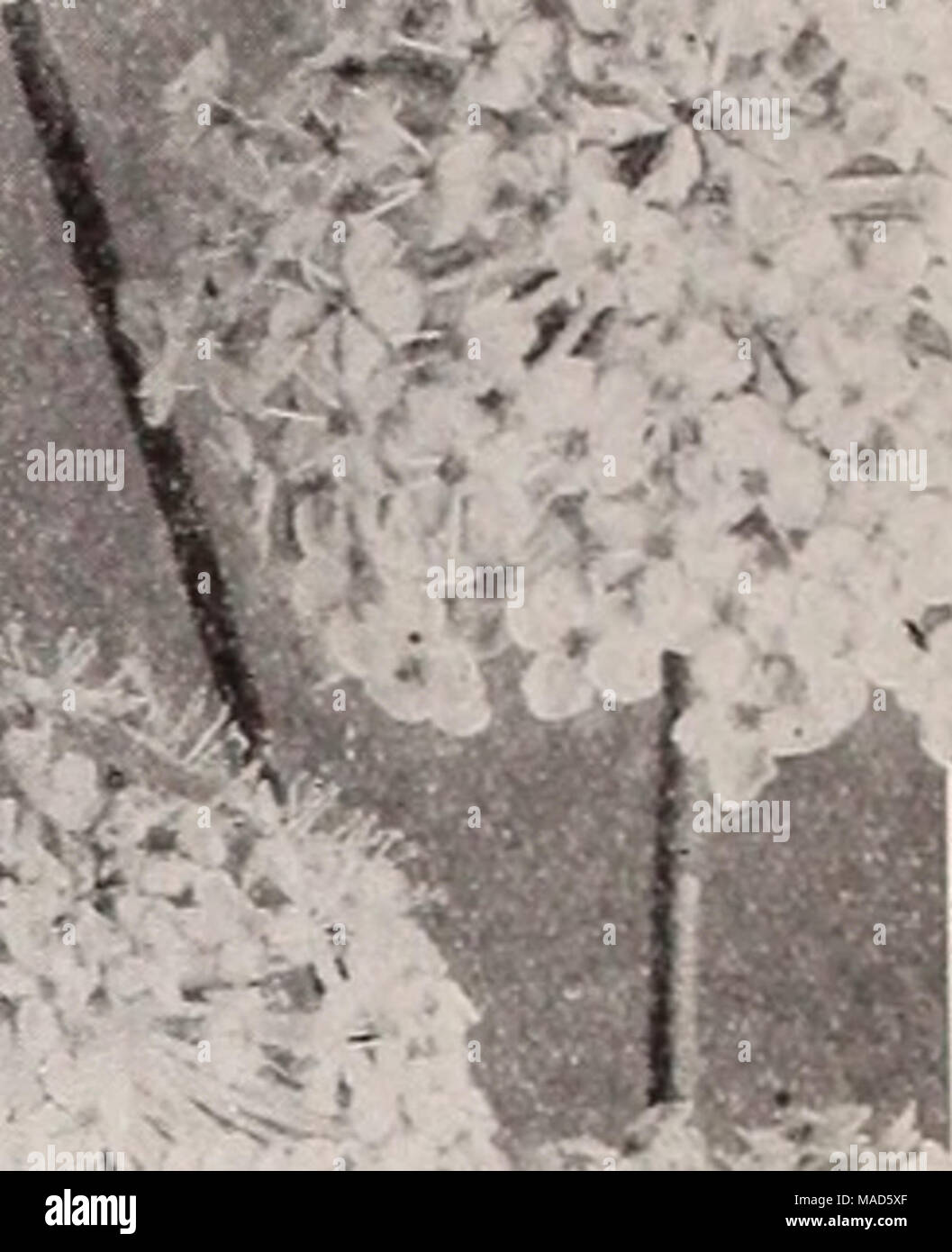 Lablab bean flower dolichos lablab hi-res stock photography and images ...