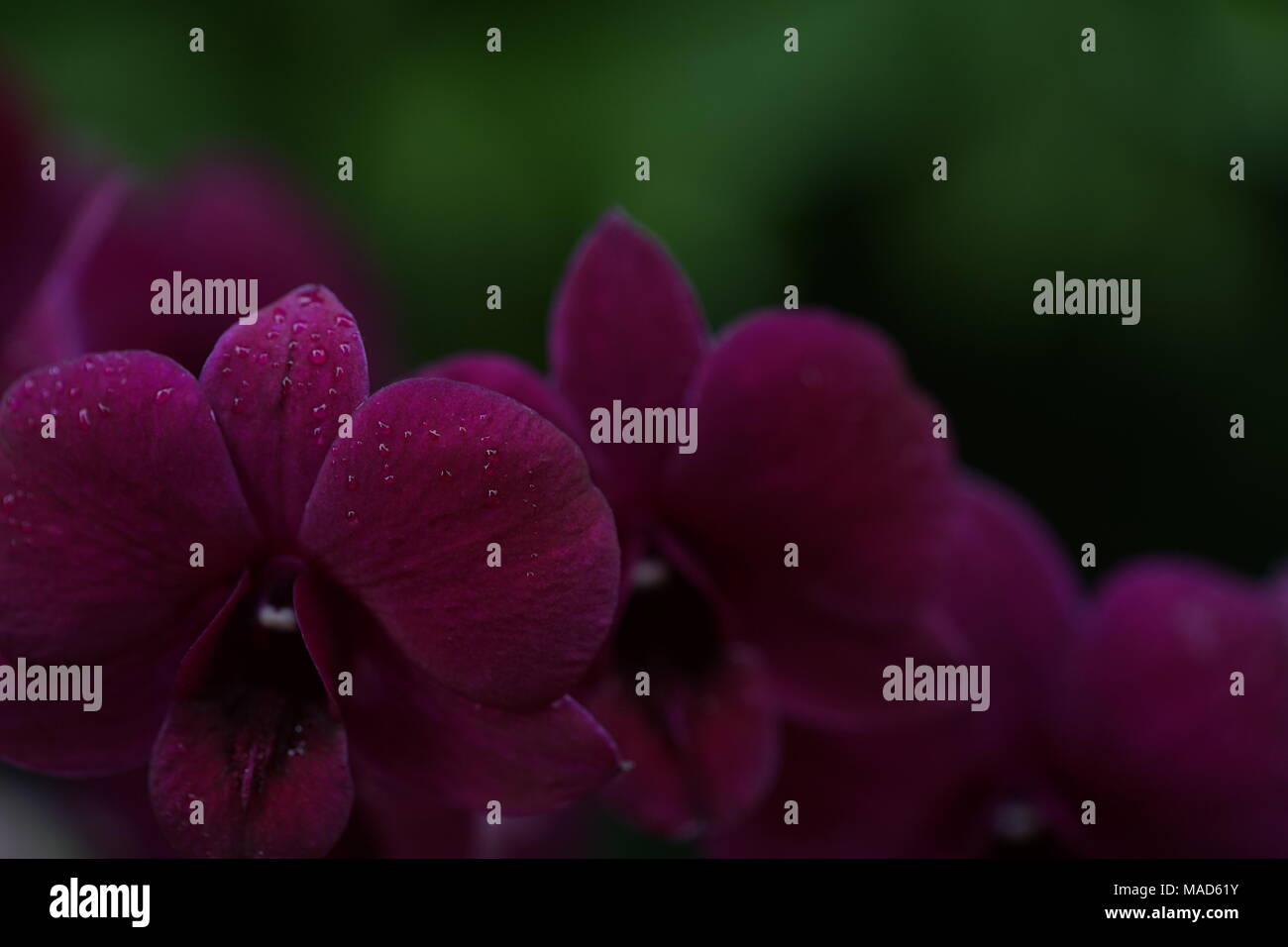 Dark coloured flowers hi-res stock photography and images - Alamy