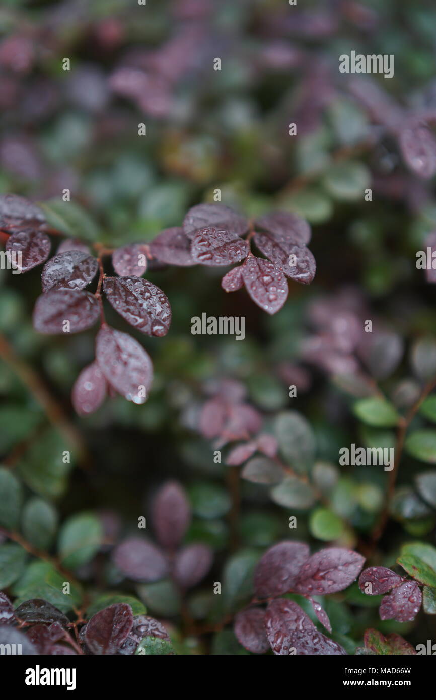 Random leaves and rain drops creates beautiful texture Stock Photo - Alamy