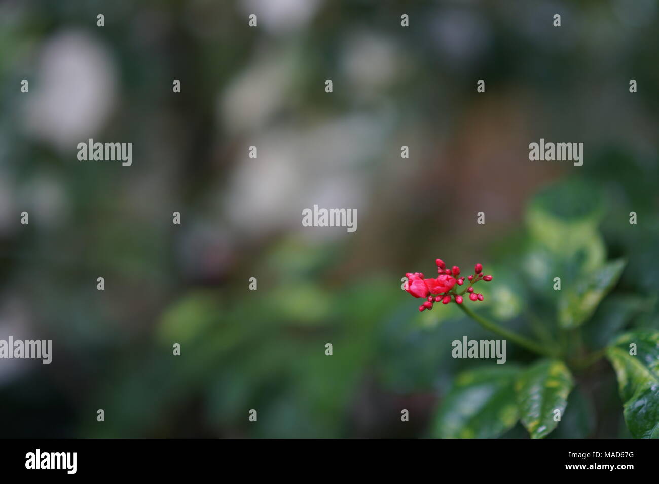 Tiny red little flower Stock Photo - Alamy