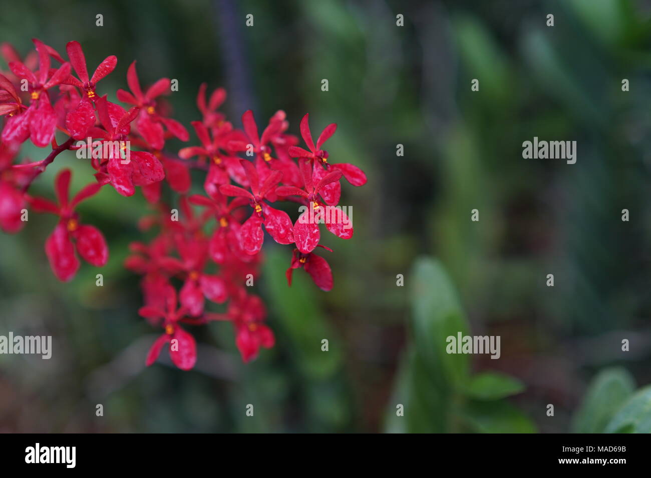 Dark red orchids hi-res stock photography and images - Alamy