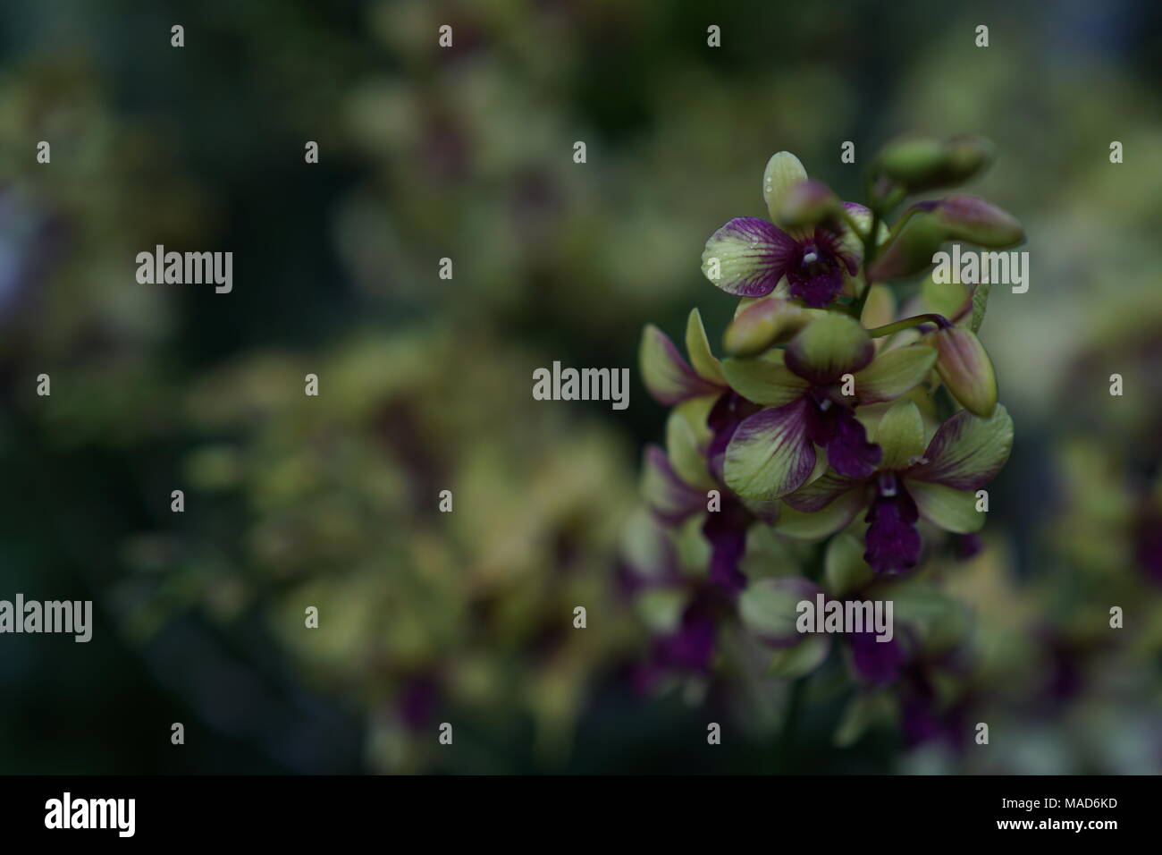 Violet green combination hi-res stock photography and images - Alamy