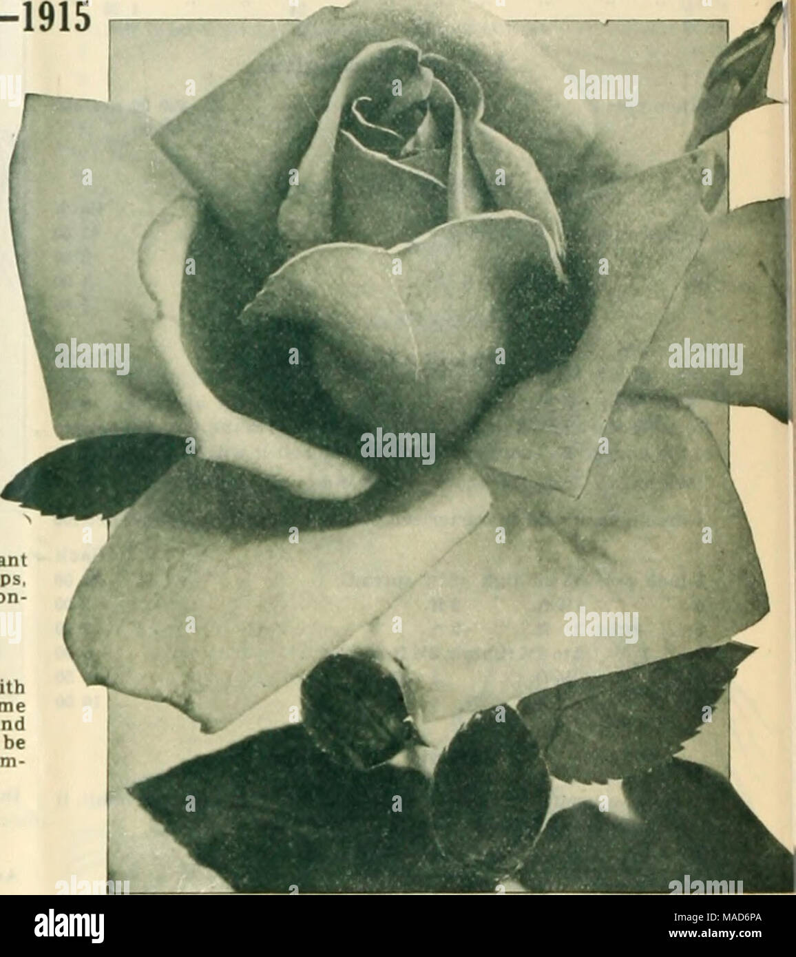 Lady edith ward hi-res stock photography and images - Alamy