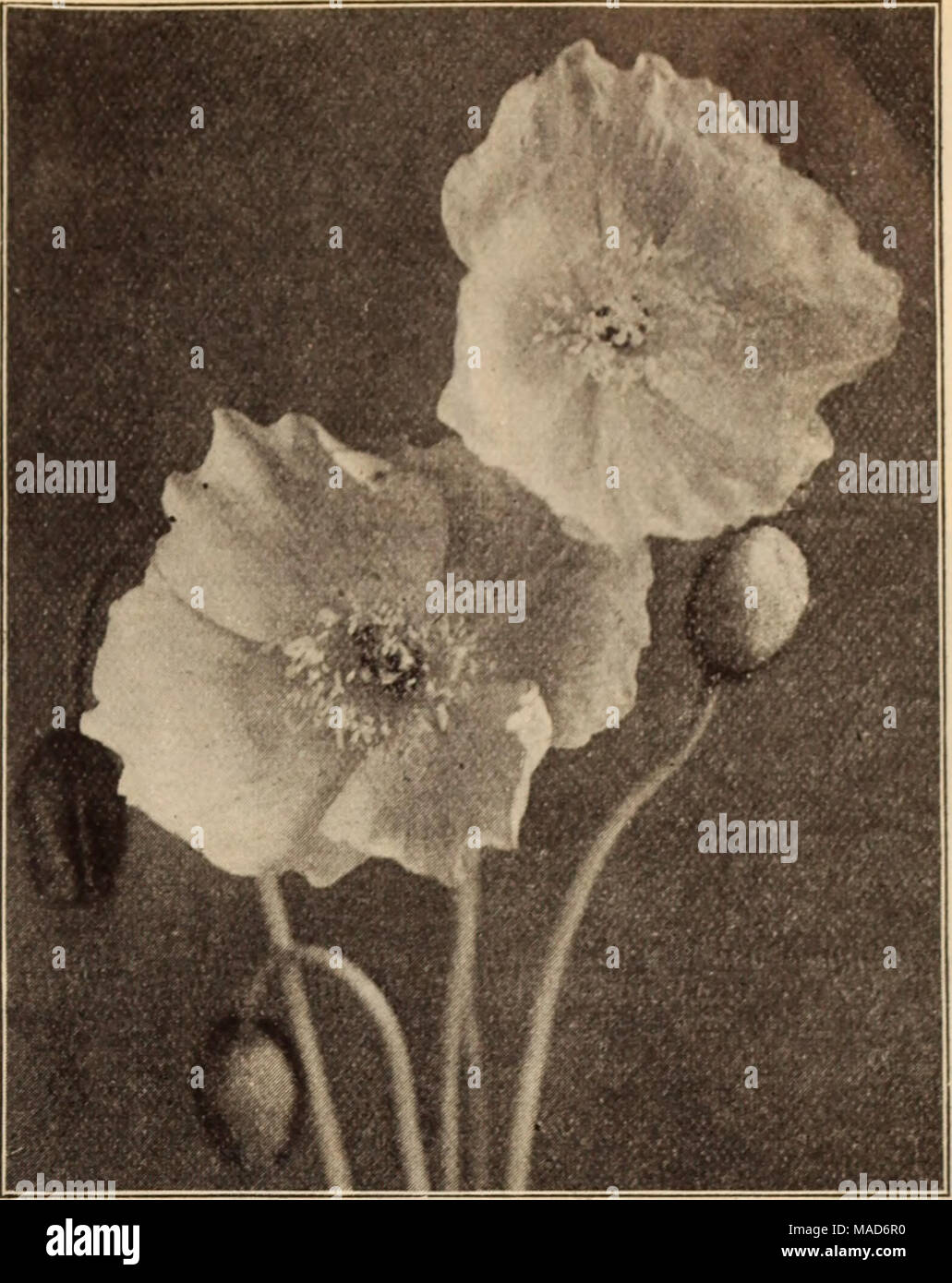 Rosy primrose hi-res stock photography and images - Alamy