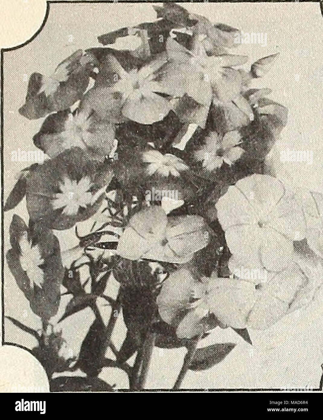 Rose magic carpet hi-res stock photography and images - Alamy