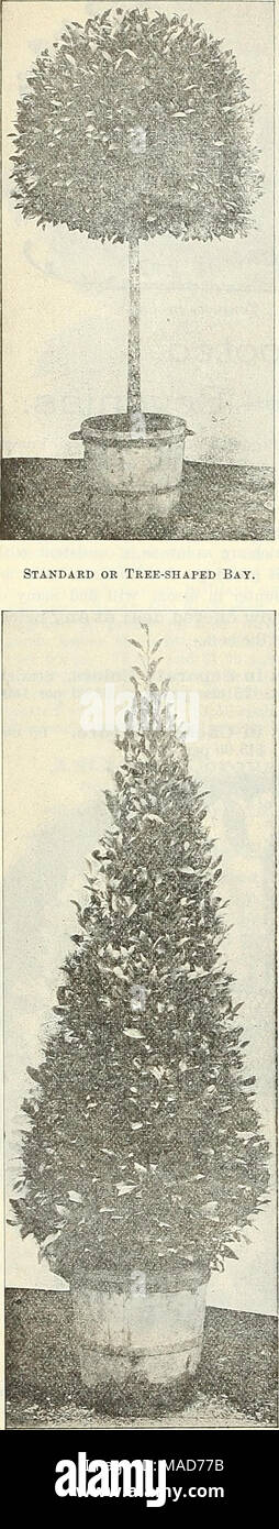 Bulk tree planting hi-res stock photography and images - Alamy