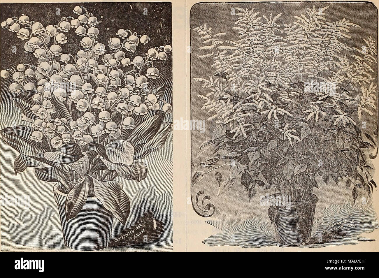 Guernsey lily nerine sarniensis hi-res stock photography and images - Alamy