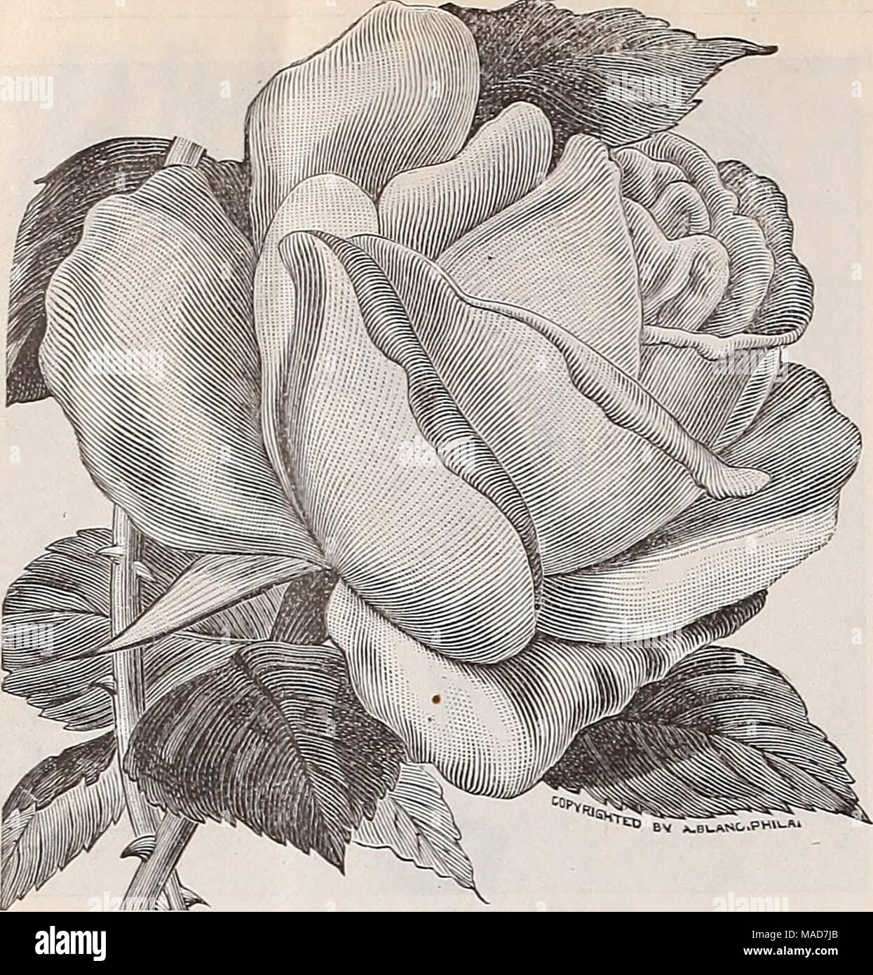 Clothilda hi-res stock photography and images - Alamy