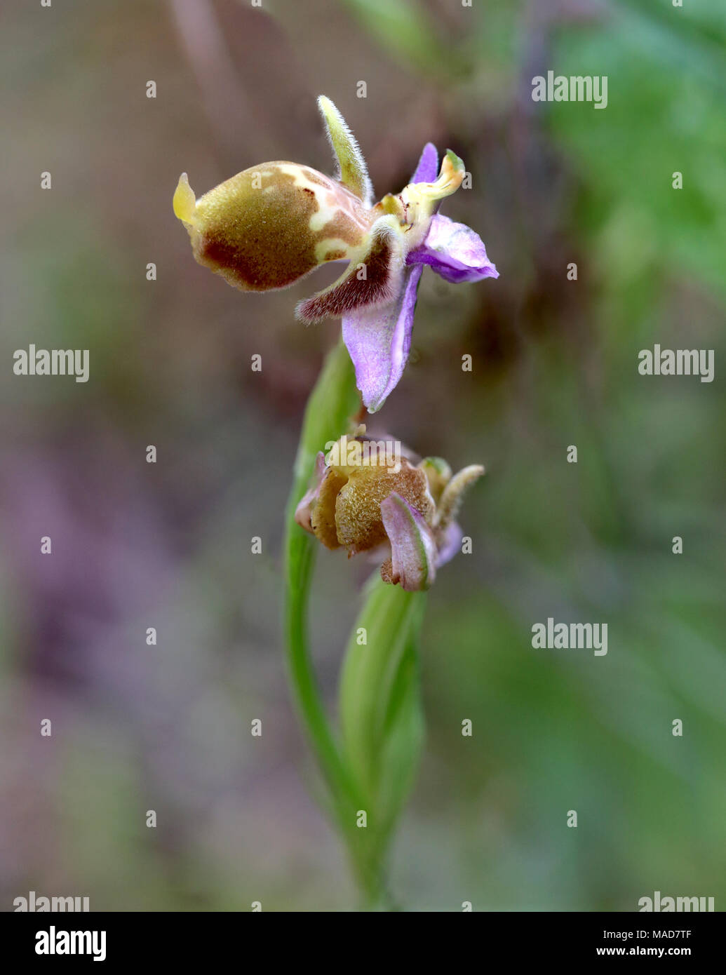Cretan wild flower hi-res stock photography and images - Alamy