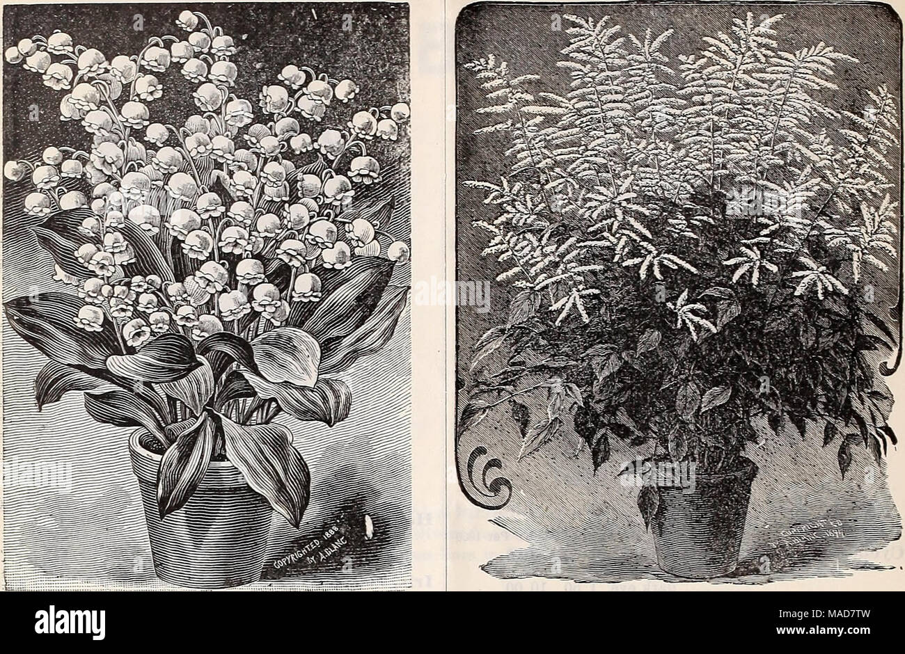 Guernsey lily nerine sarniensis hi-res stock photography and images - Alamy