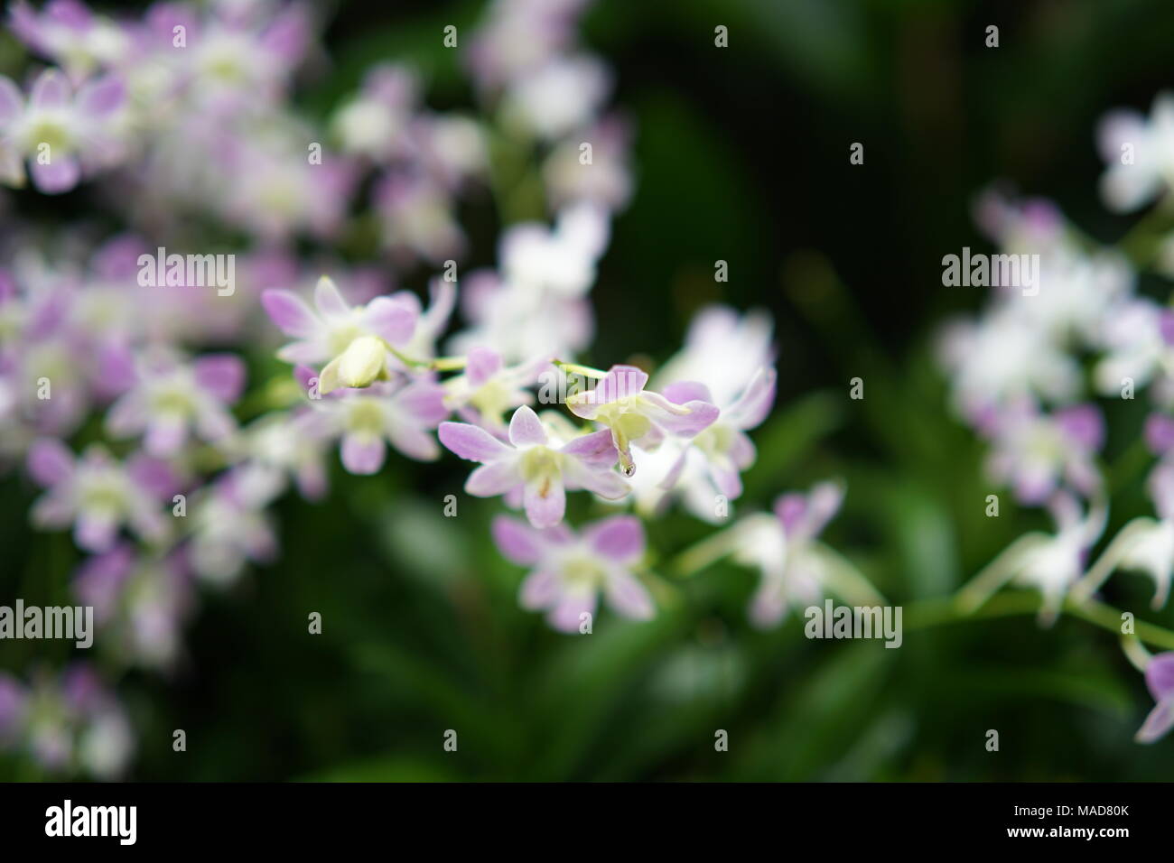 White and pink combination hi-res stock photography and images - Alamy