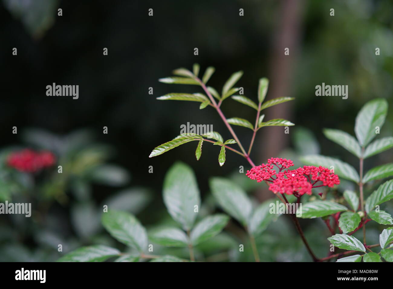 Red orchids branch hi-res stock photography and images - Alamy