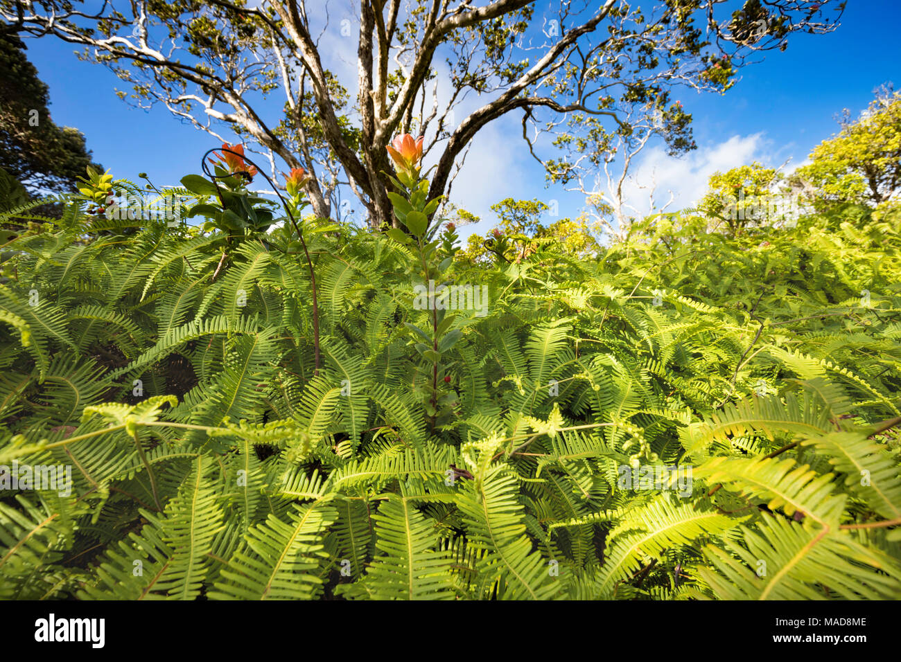 Uluhe ferns, Dicranopteris linearis, are a common species of native ...