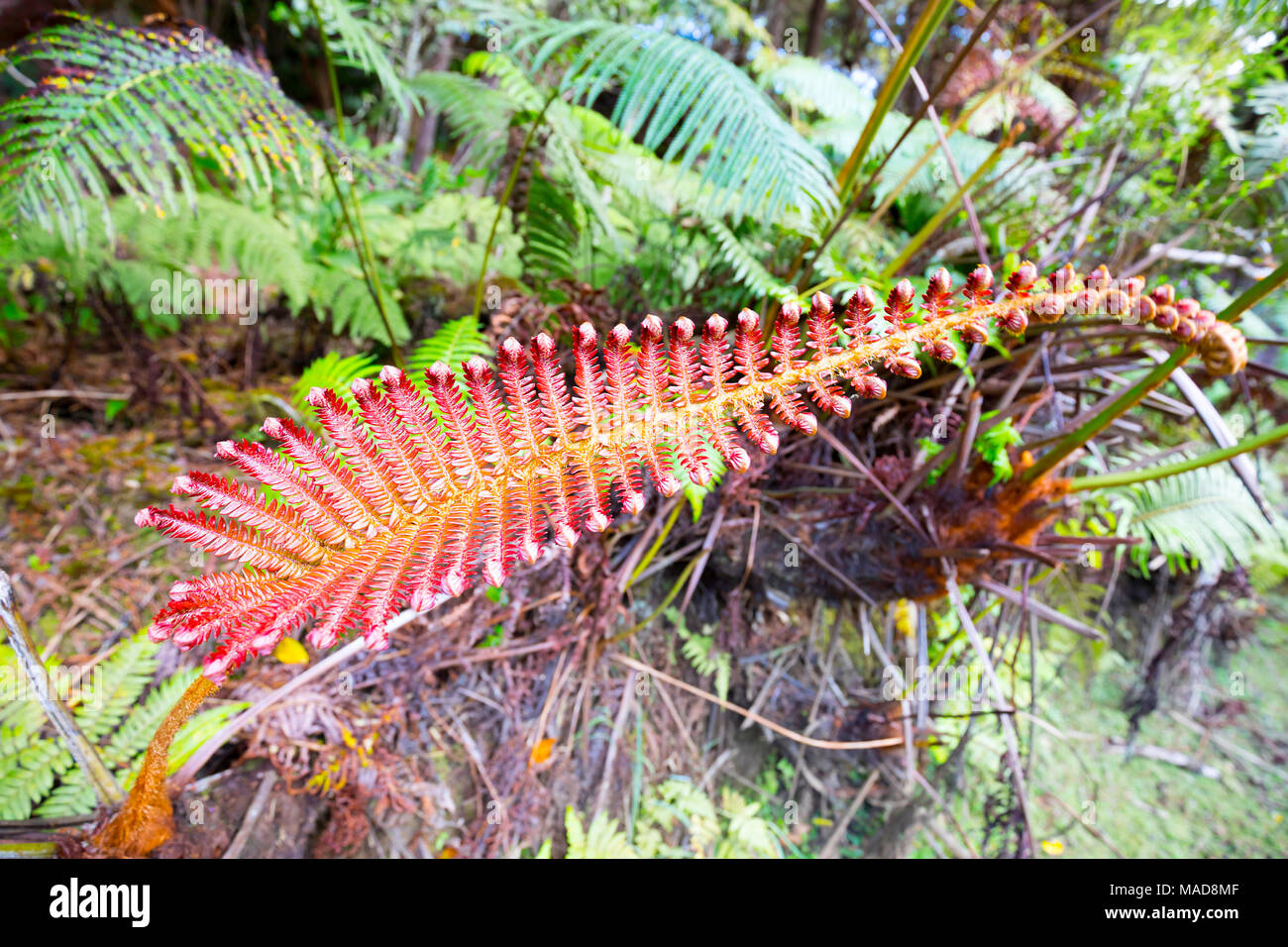 This Hawaiian fern, Sadleria cyatheoides, also called ama’u fern, was ...