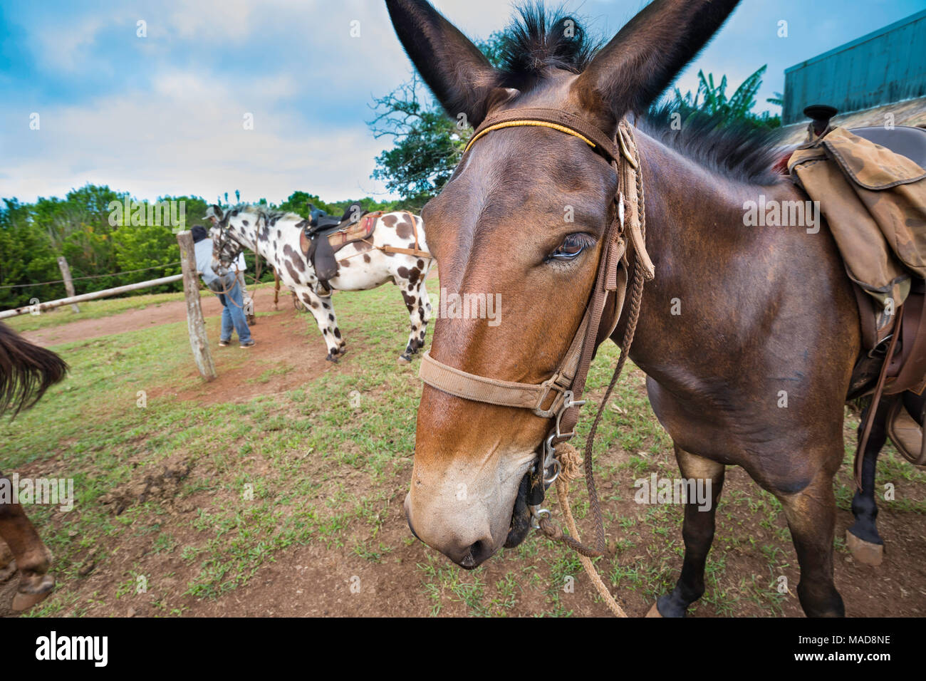 Saddle mule hi-res stock photography and images - Alamy