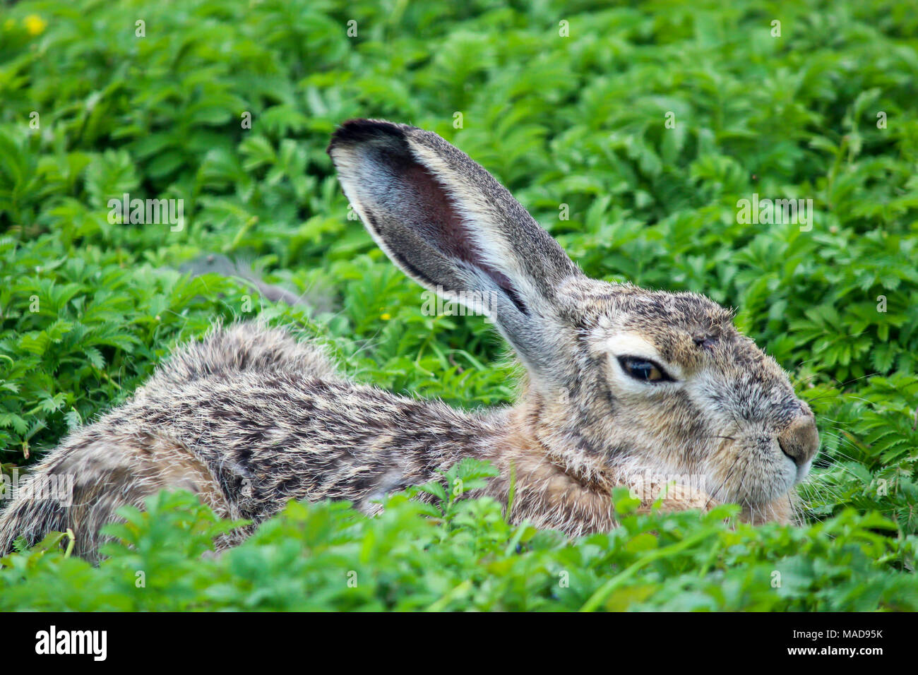 Hare hare in the grass. Wild natural conditions Stock Photo - Alamy