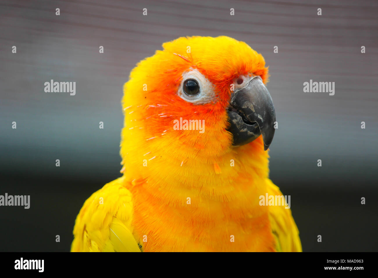 Colorful yellow parrot, Sun Conure Aratinga solstitialis, portrait ...