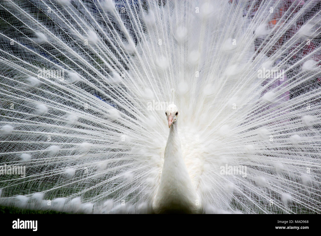 Close-up of beautiful white peacock with feathers out Stock Photo - Alamy