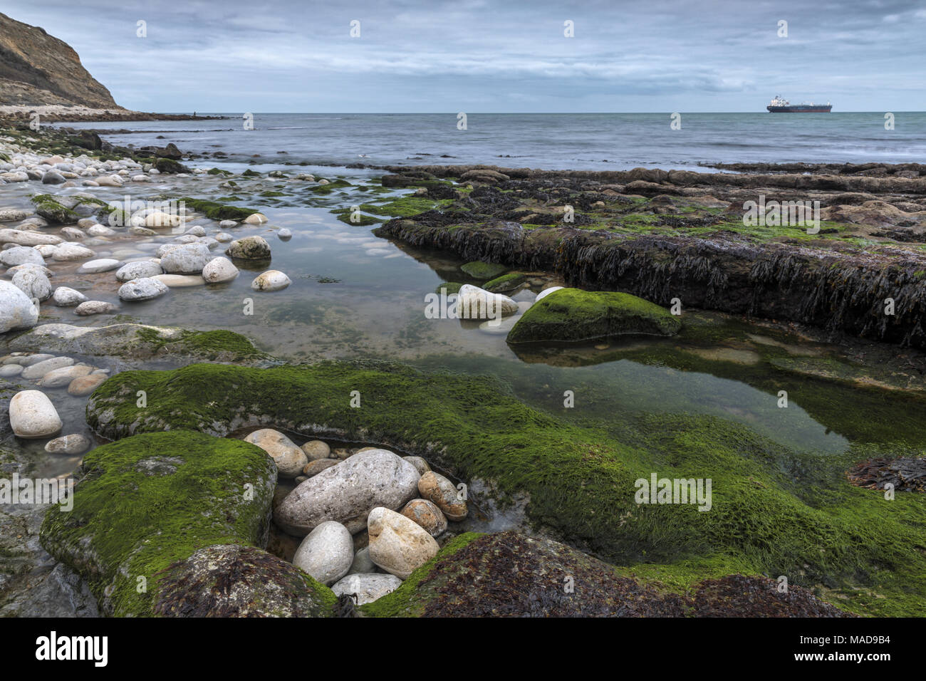 Rockpool and seaweed, East Bay, Osmington Mills, Jurassic Coast, Dorset ...