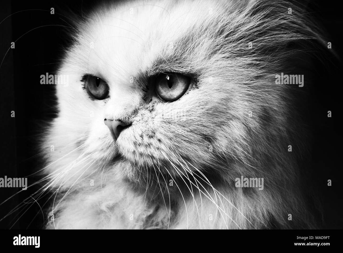 Fluffy the Tomcat Stock Photo - Alamy