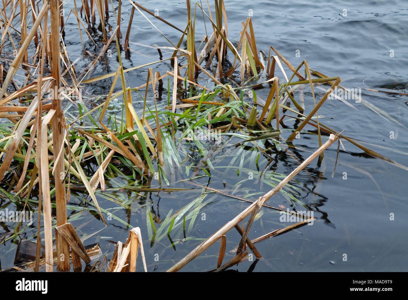 Reeds in the lake, Swaying Reed background for web site or mobile ...