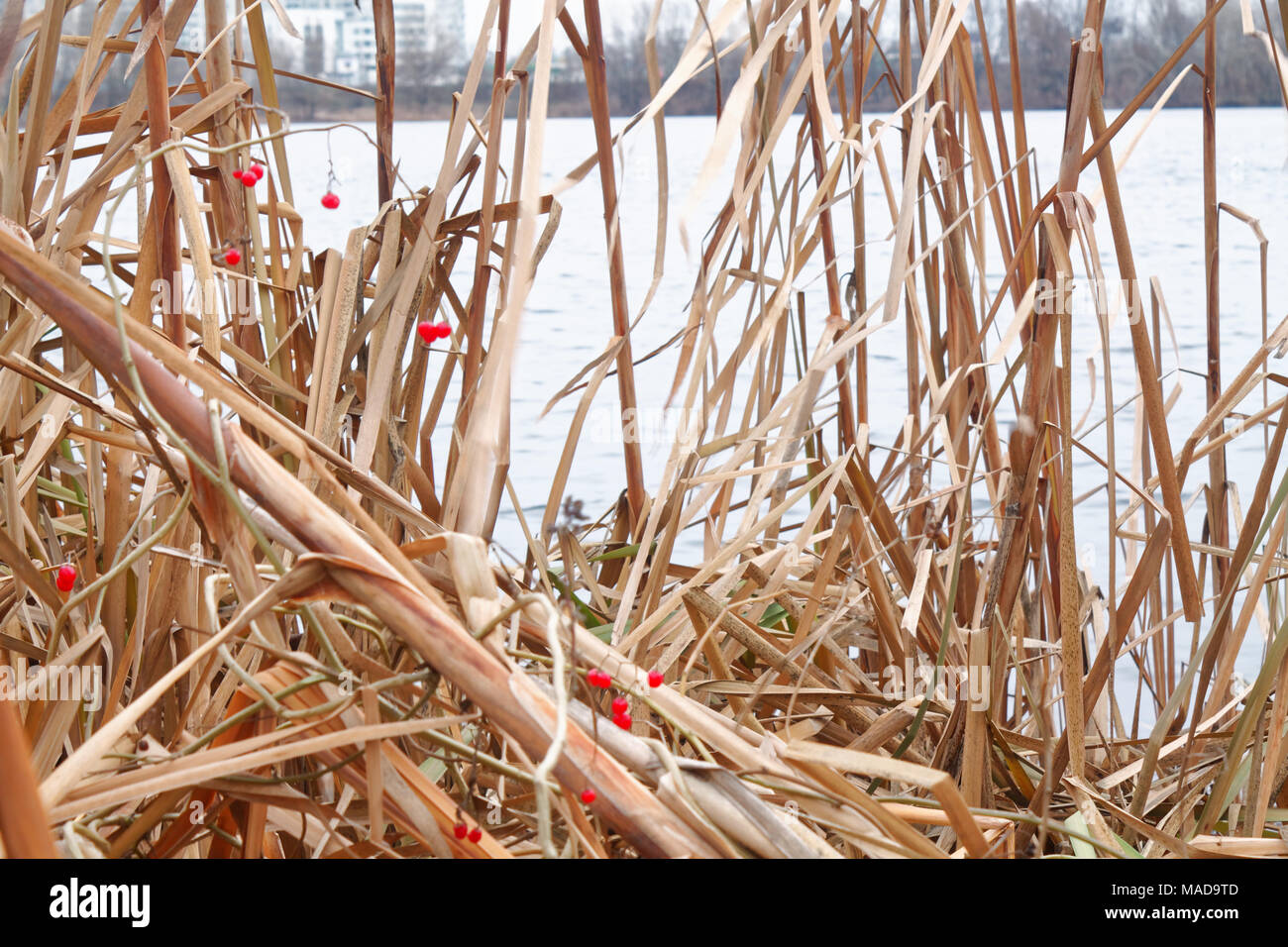 River dry reed swaying in hi-res stock photography and images - Alamy