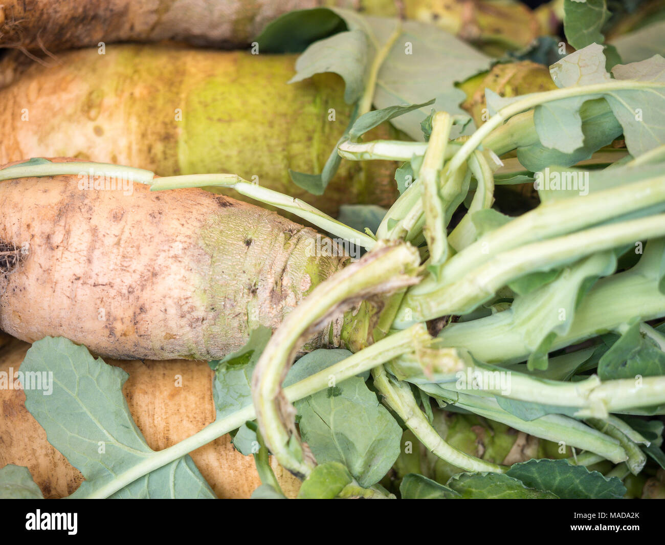 turnip at market Stock Photo - Alamy