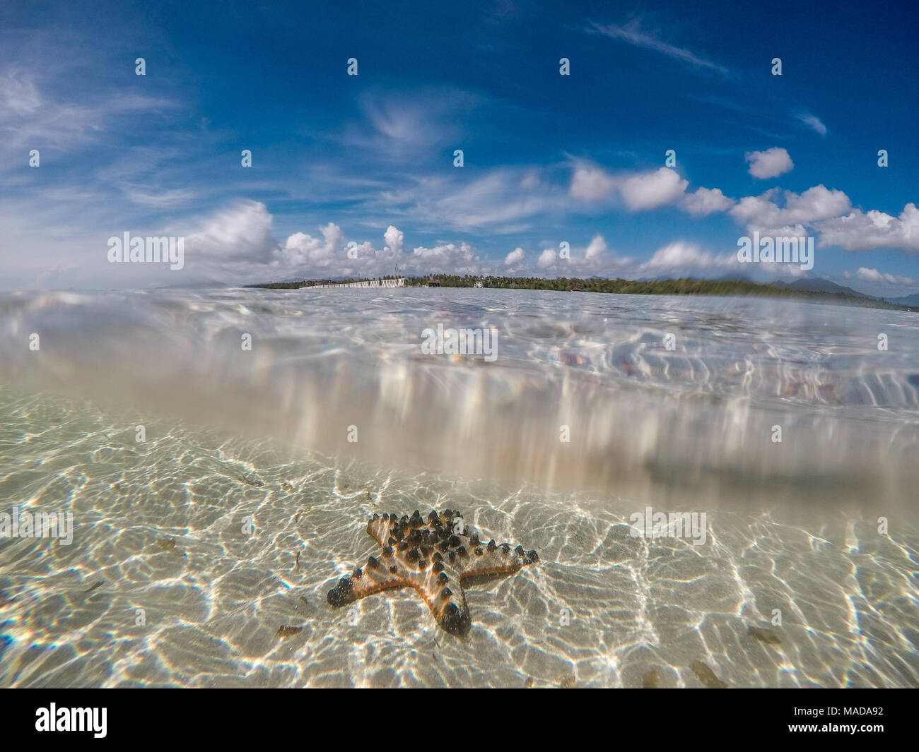 Starfish Photography High Resolution Stock Photography and Images - Alamy