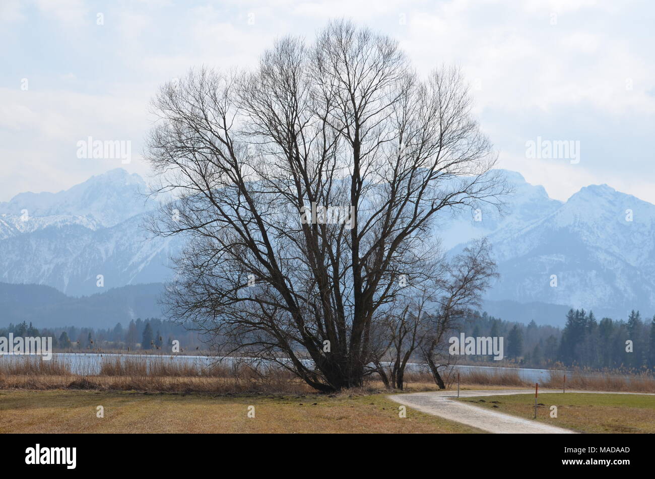 Tree in the alps hi-res stock photography and images - Alamy
