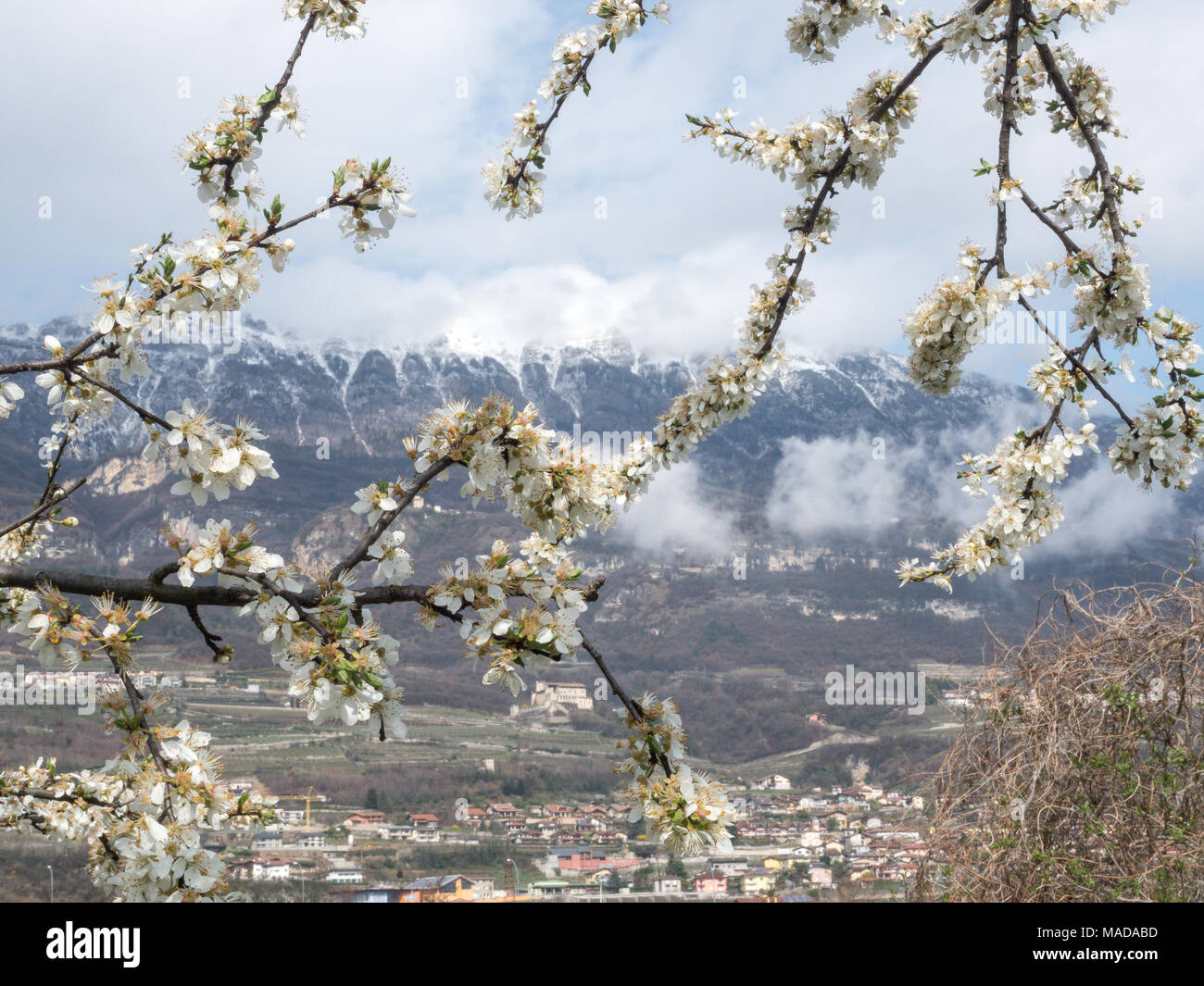 blossom in the yung spring and snow on the montain in the horizon Stock ...