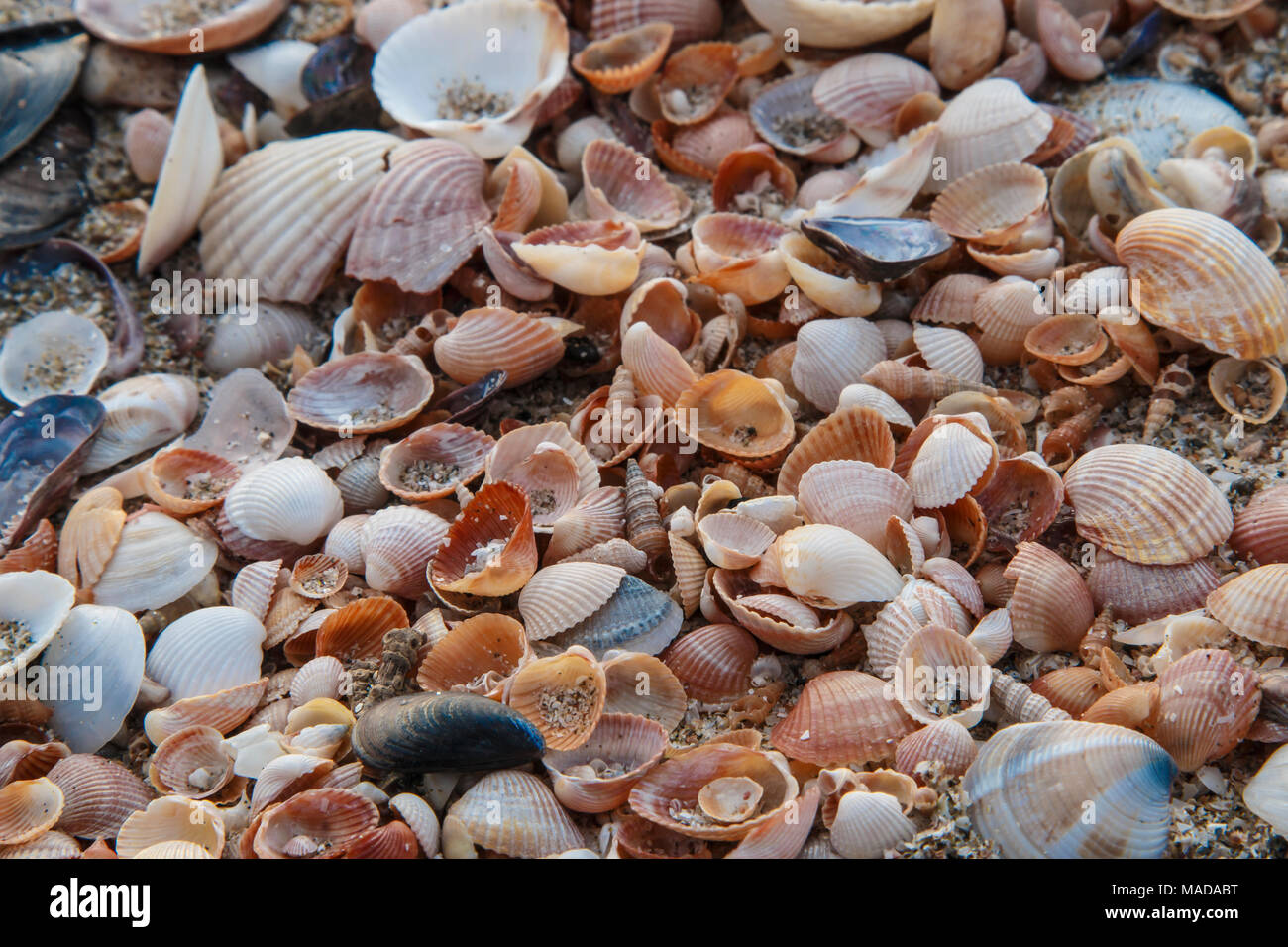 Background seashells on beach different kinds closeup Stock Photo - Alamy
