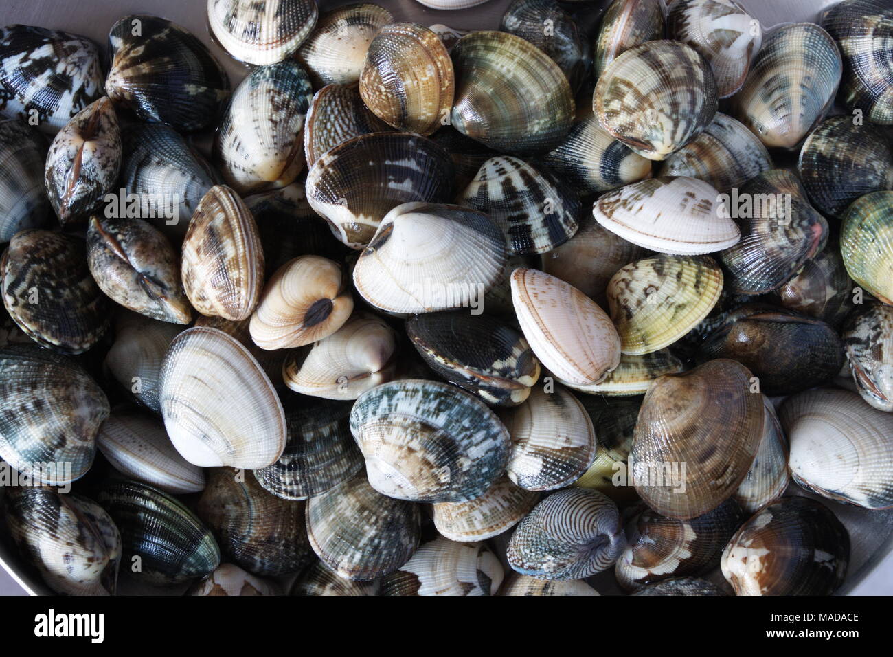 Sea background with small seashells, closeup, background Stock Photo ...