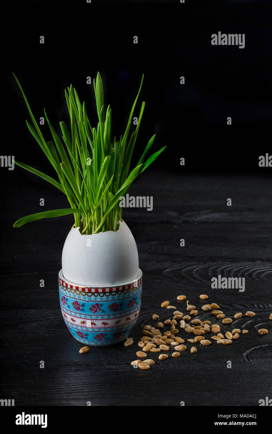 Wheat grain growing from egg Stock Photo - Alamy
